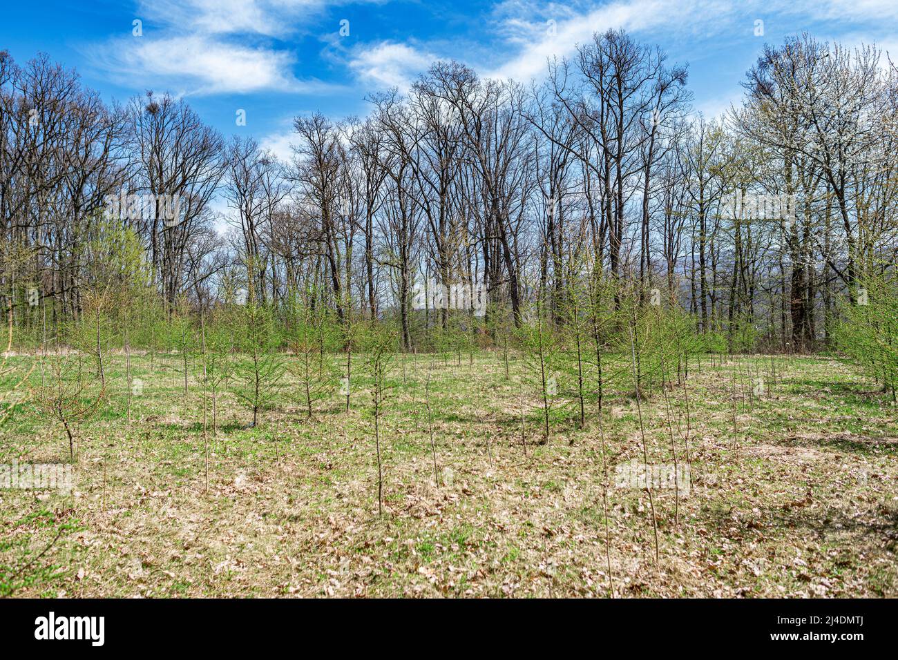 Young planted forest against the background of an old forest Stock ...