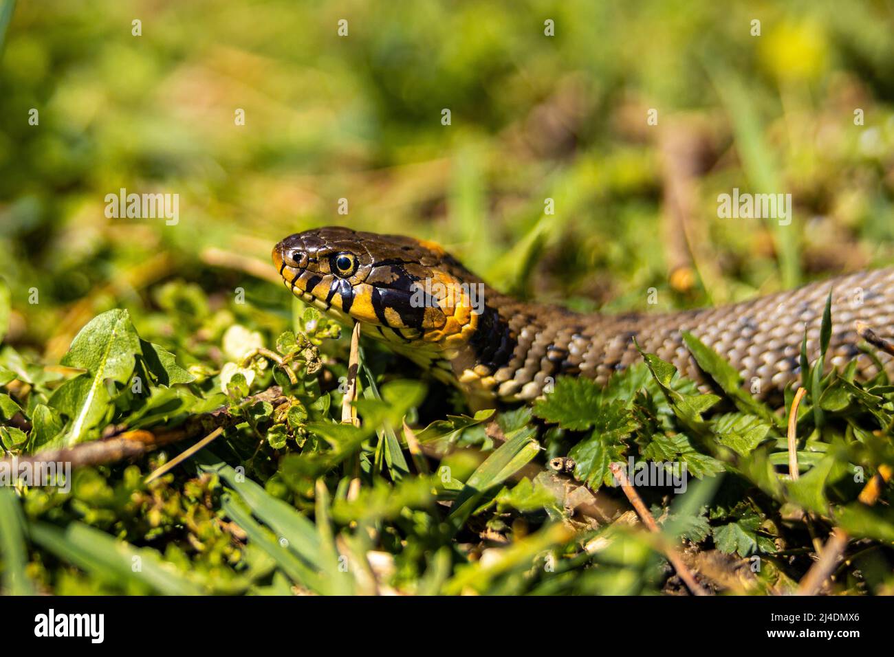 Common grass non-venomous snake on a grass field in the sun. Snakes ...
