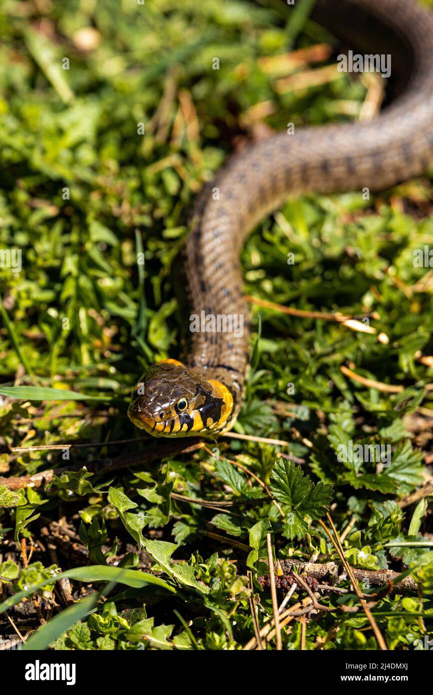 Common grass snake hi-res stock photography and images - Alamy