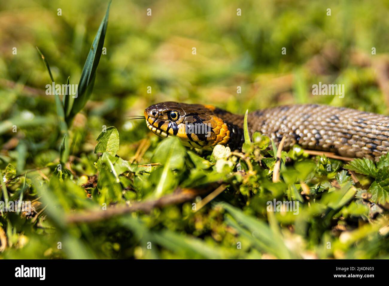 Common grass non-venomous snake on a grass field in the sun. Snakes ...