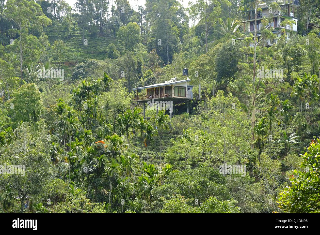 tropical rainforest. tall trees and grass Stock Photo - Alamy