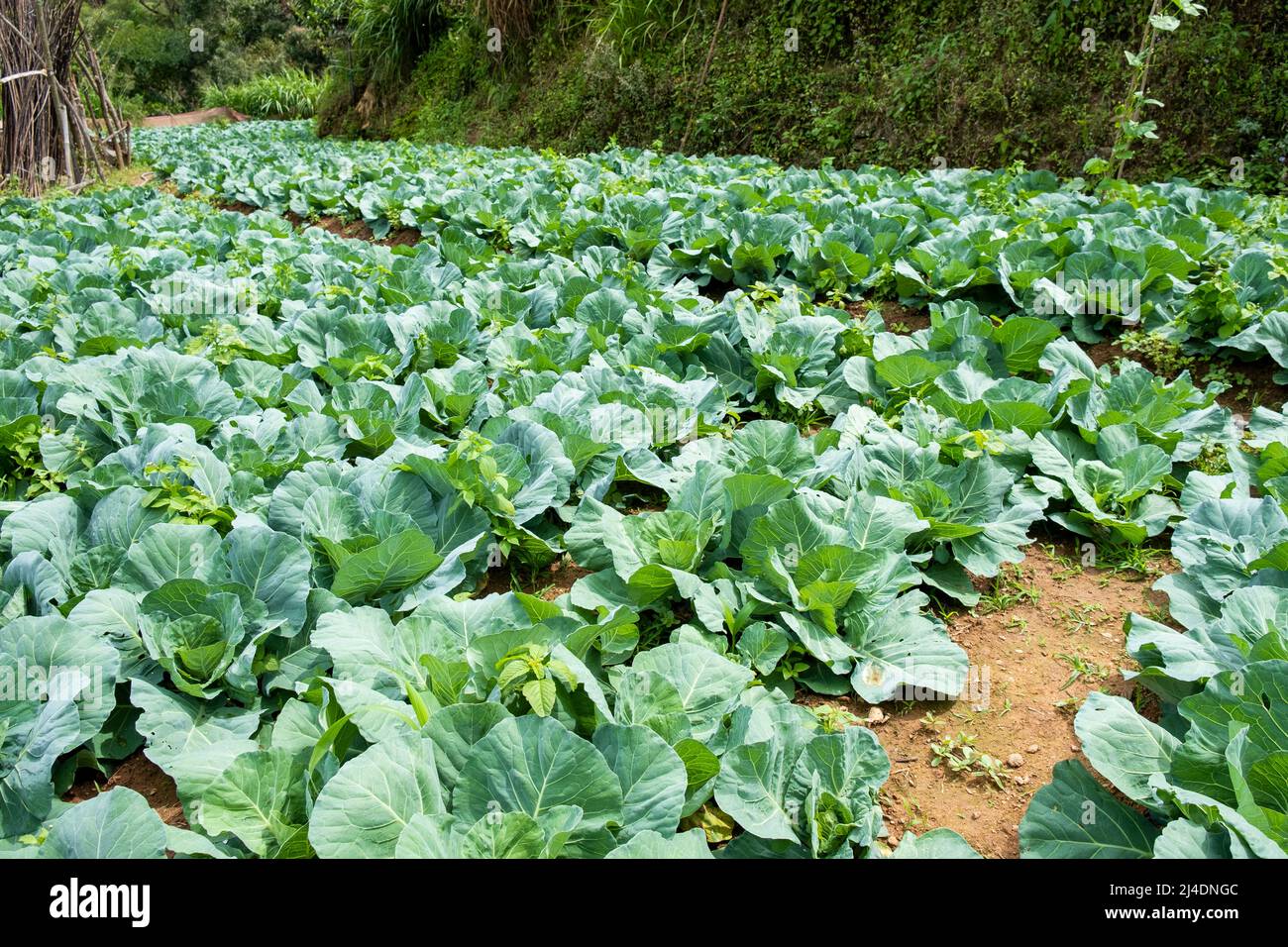 cabage fields in the mountains of sri lanka Stock Photo - Alamy