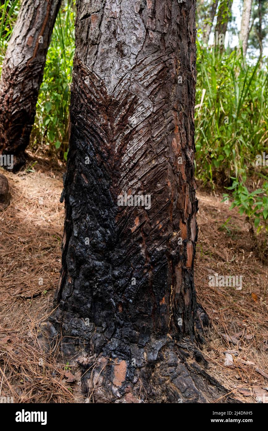 tropical rainforest. tall trees and grass Stock Photo - Alamy