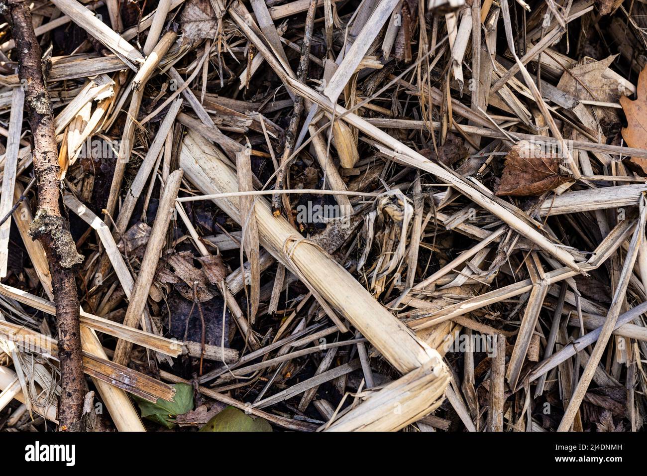 Texture background of autumn season with leaves, wooden chips and hay ...