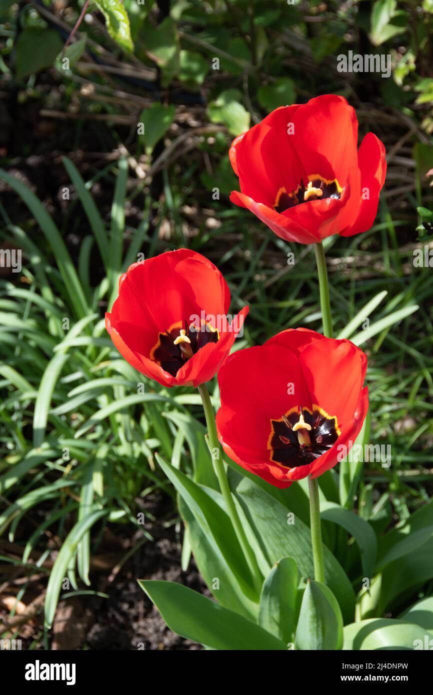 Dazzling red tulips hi-res stock photography and images - Alamy