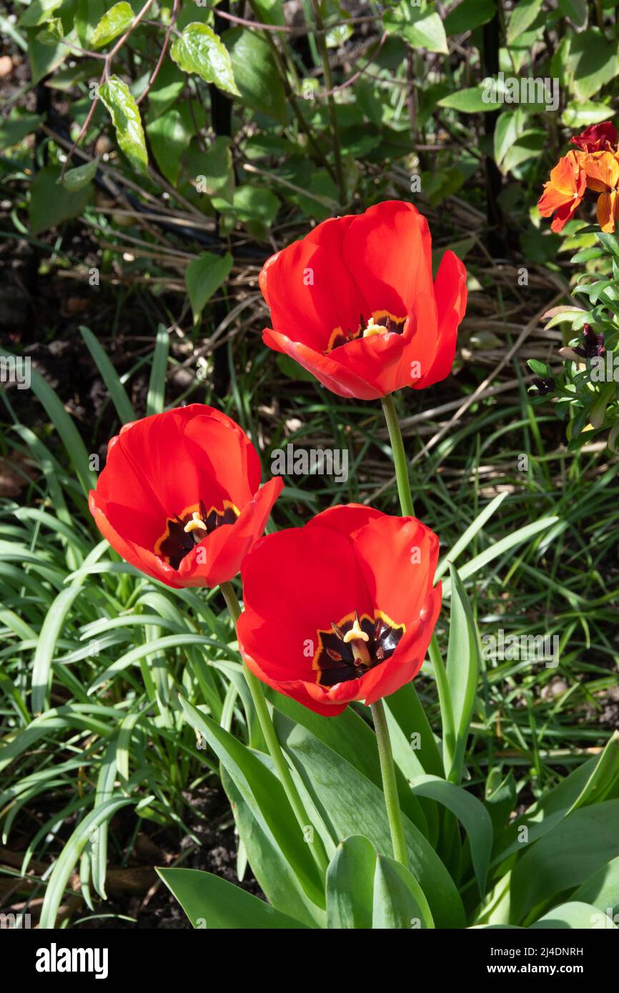 Barrie tulips hi-res stock photography and images - Alamy
