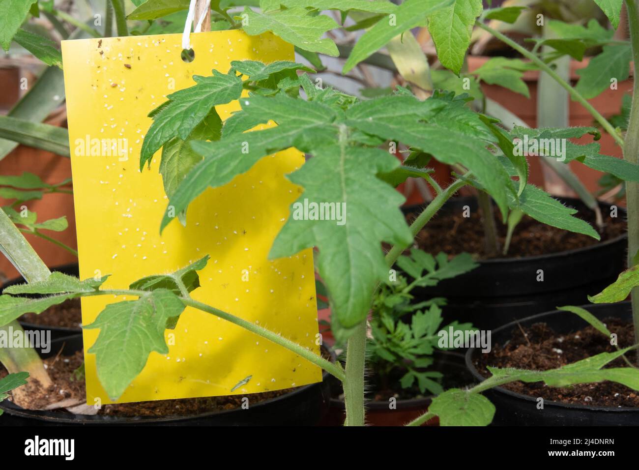 Yellow sticky fly traps for greenhouse whitefly Stock Photo - Alamy