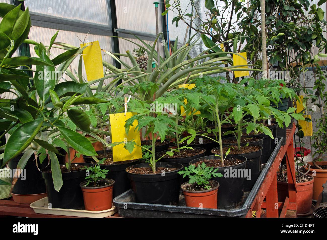 Yellow sticky fly traps for greenhouse whitefly Stock Photo - Alamy