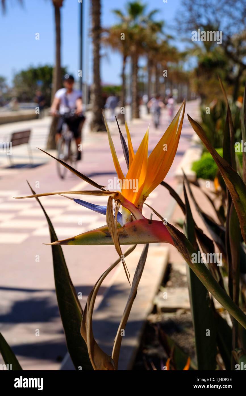 A walk along the beach promenade in Torre del Mar, Andalucía, Costa del ...