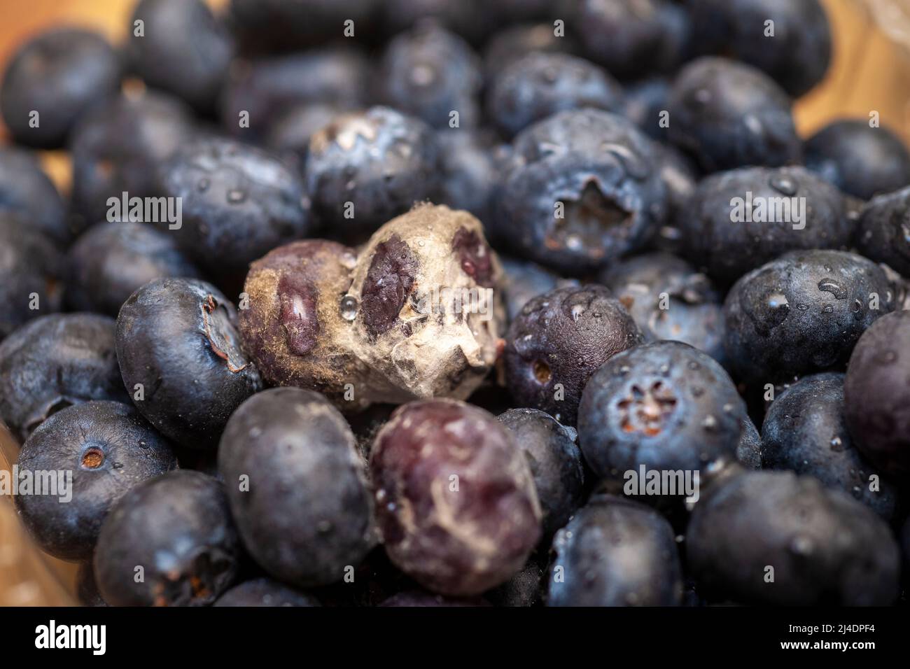 Blueberry pint hi-res stock photography and images - Alamy