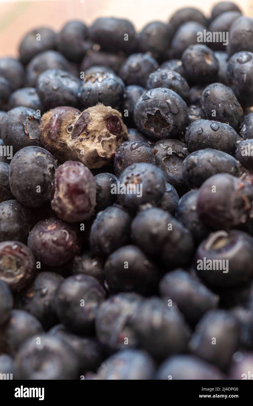 Moldy blueberries in a pint container on Tuesday, March 29, 2022 ...