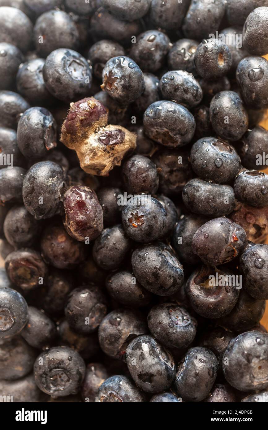 Consumer blueberry hi-res stock photography and images - Alamy