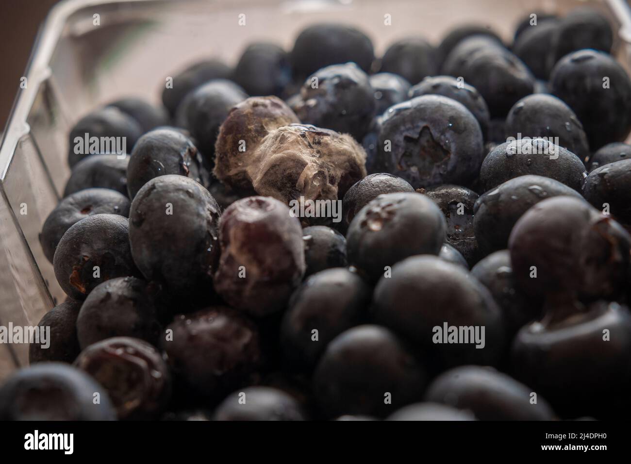 Farmed fungi hi-res stock photography and images - Alamy