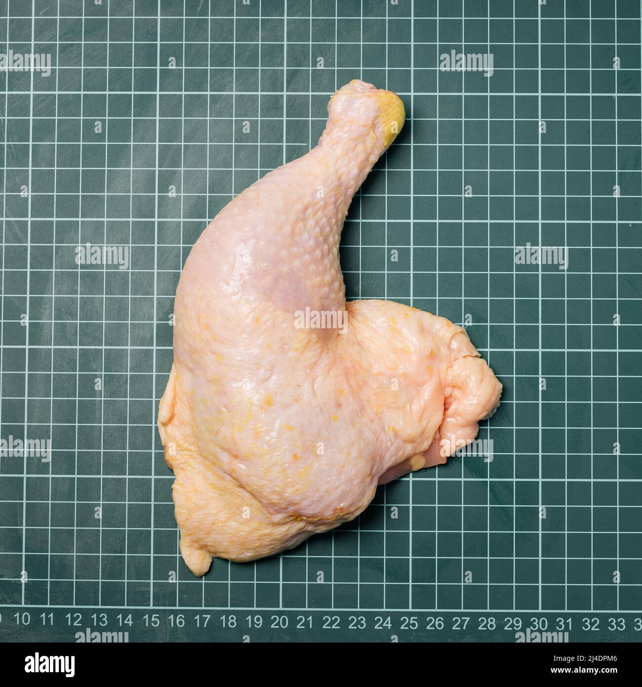 Chicken Leg Dissection
