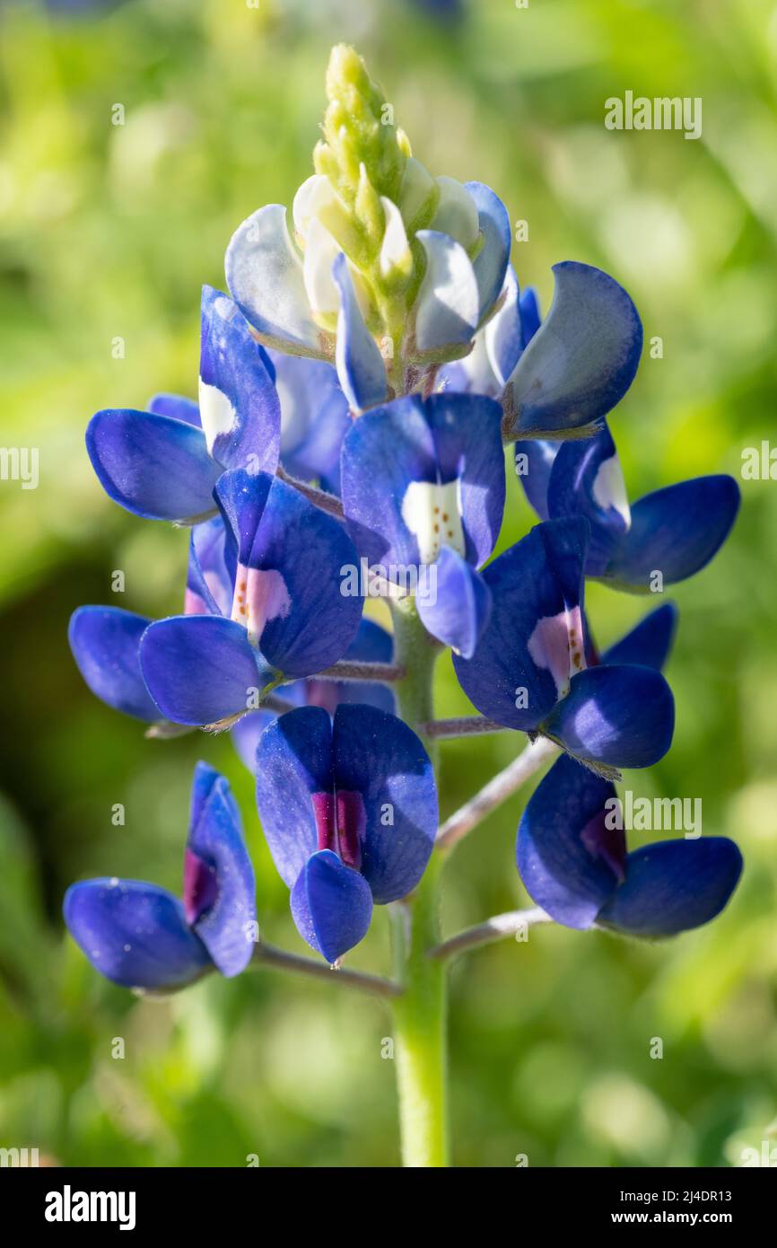Close-up of a Texas bluebonnet Stock Photo - Alamy