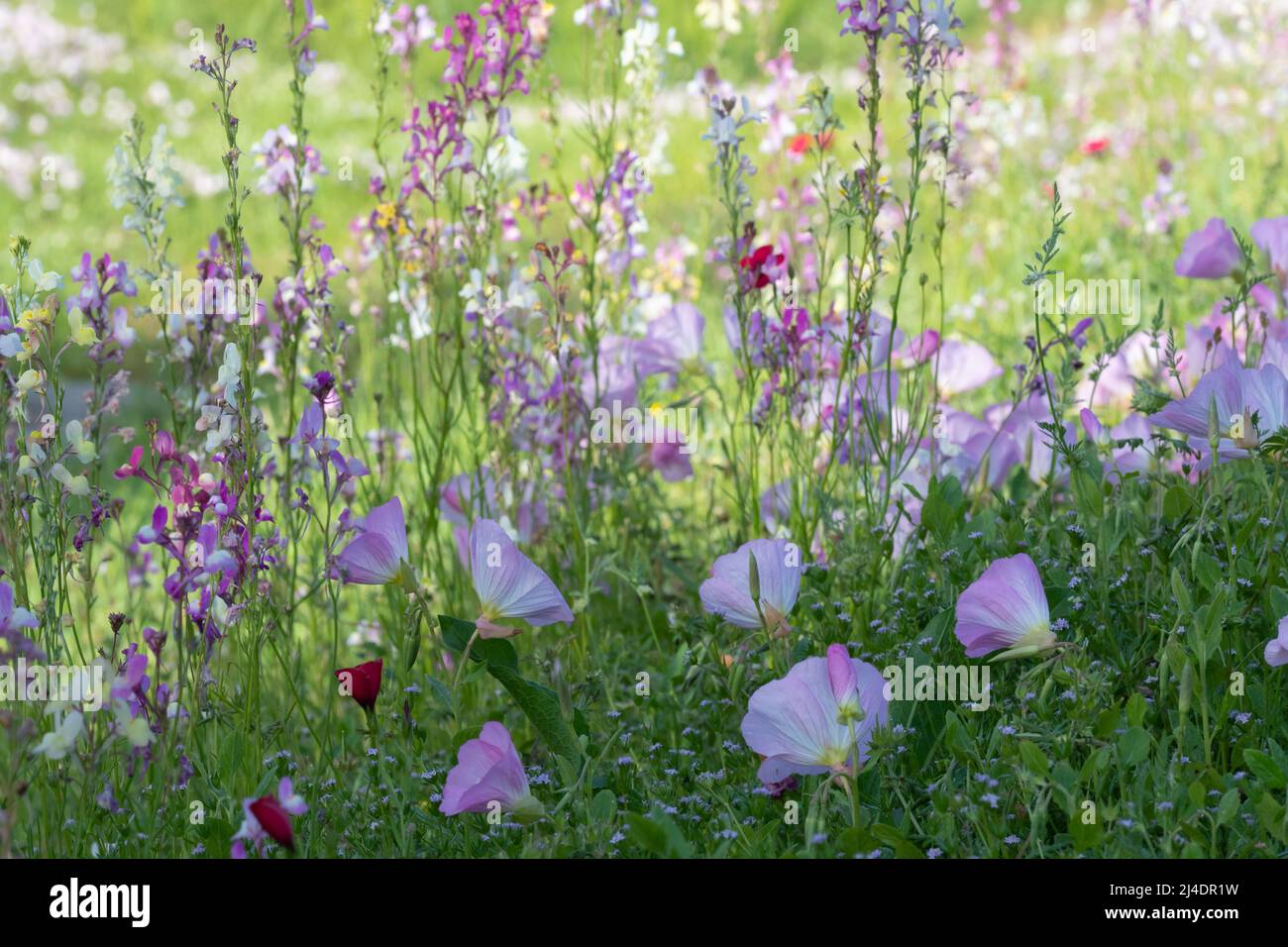 Spring wildflowers growing by the roadside Stock Photo - Alamy