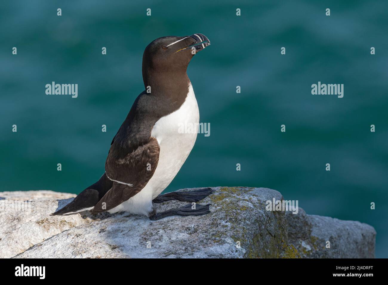 Stand bird behaviour hi-res stock photography and images - Alamy