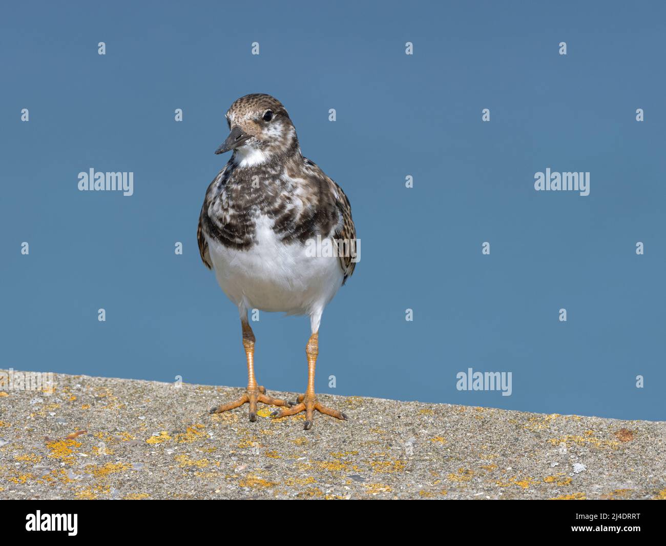 Turnstone, Arenaria interpres, winter plumage juvenile bird Norfolk ...