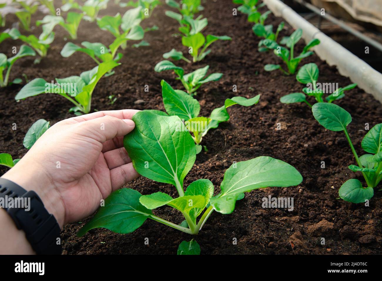 Farmer checking up organic spinach in plant nursery farm Stock Photo ...
