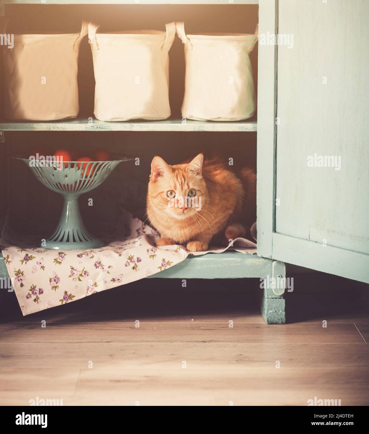 Cute furry cat in an open vintage cupboard Stock Photo - Alamy