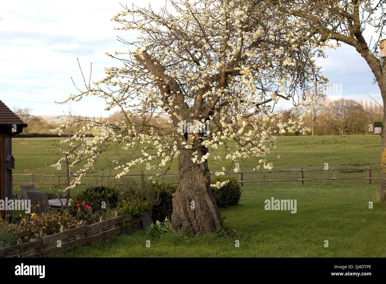 Old gnarled Victoria plum tree in full flower April 2022 Stock Photo ...
