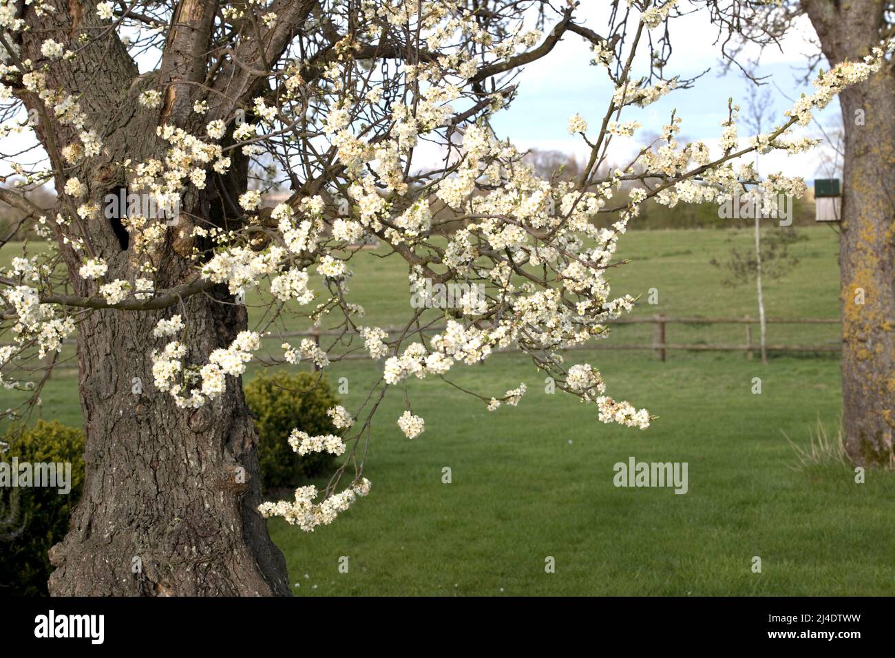 Old gnarled Victoria plum tree in full flower April 2022 Stock Photo ...