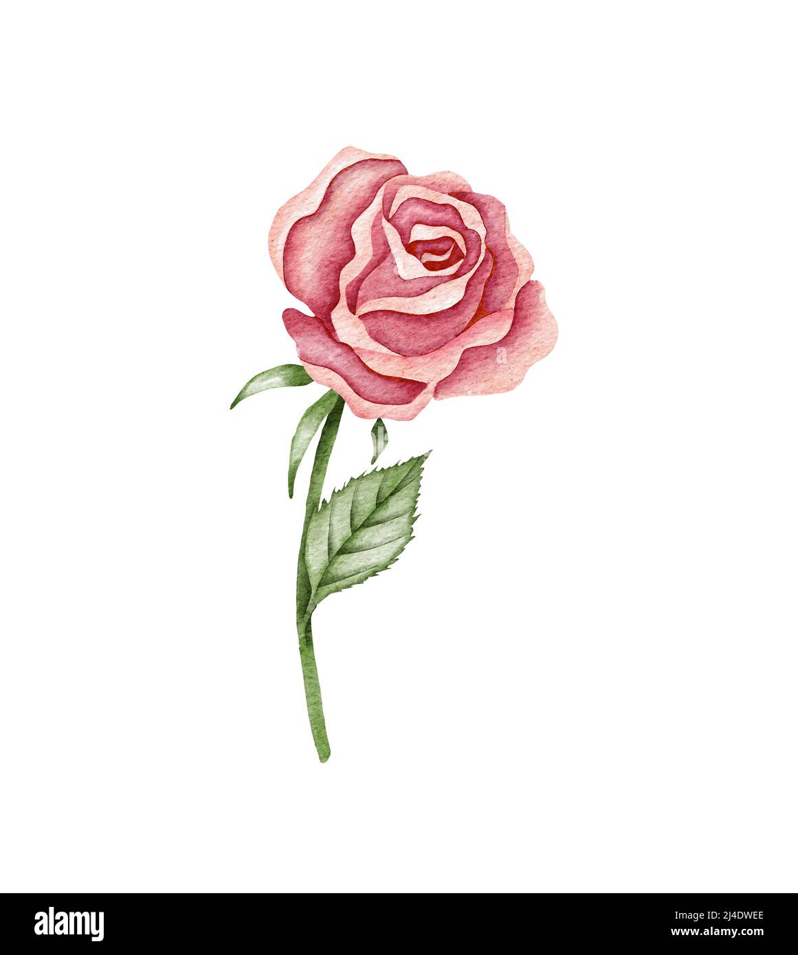 Watercolor red beautiful rose. Hand drawn vintage illustration Stock ...