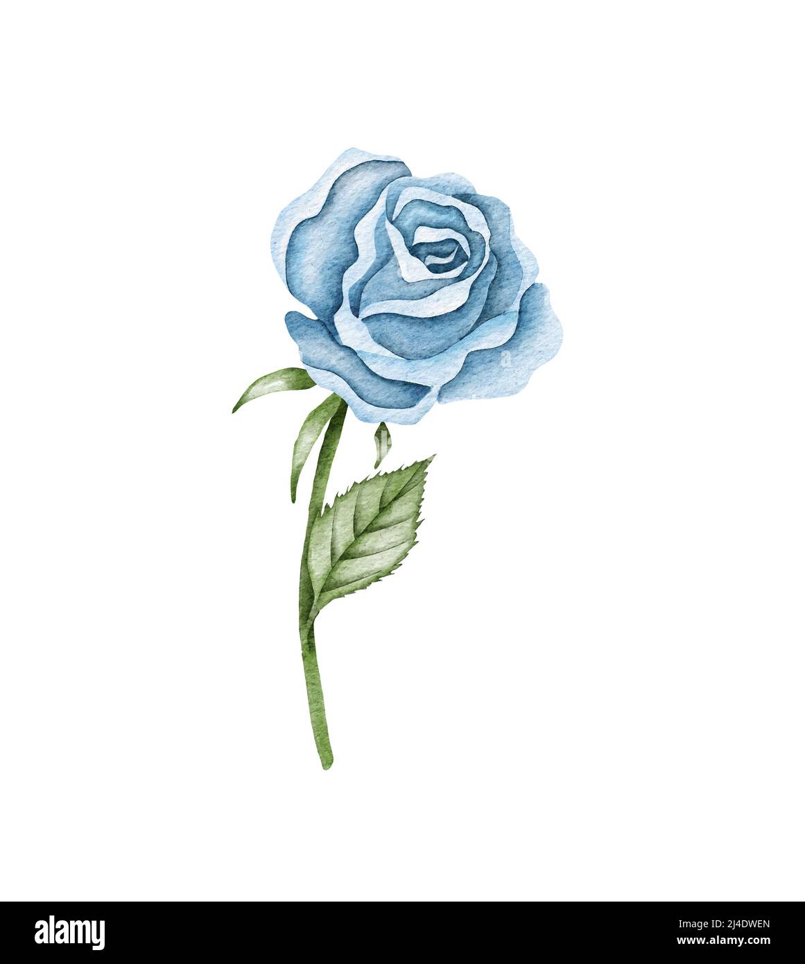 Watercolor blue beautiful rose. Hand drawn vintage illustration Stock ...