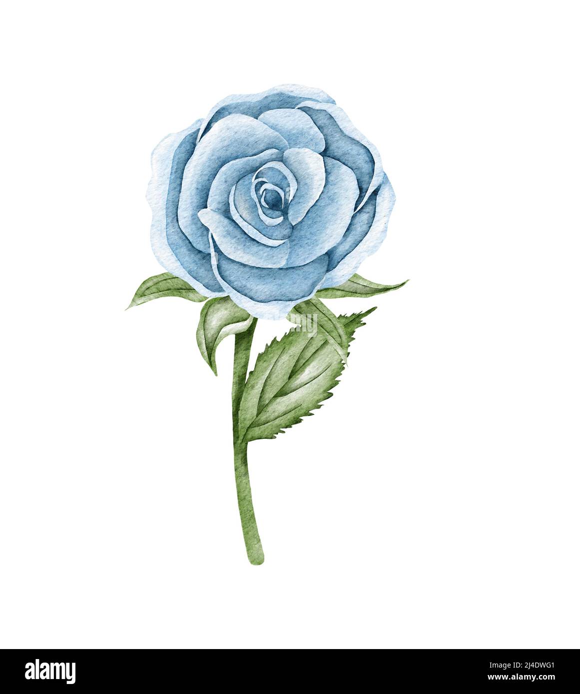 Watercolor blue beautiful rose. Hand drawn vintage illustration Stock ...
