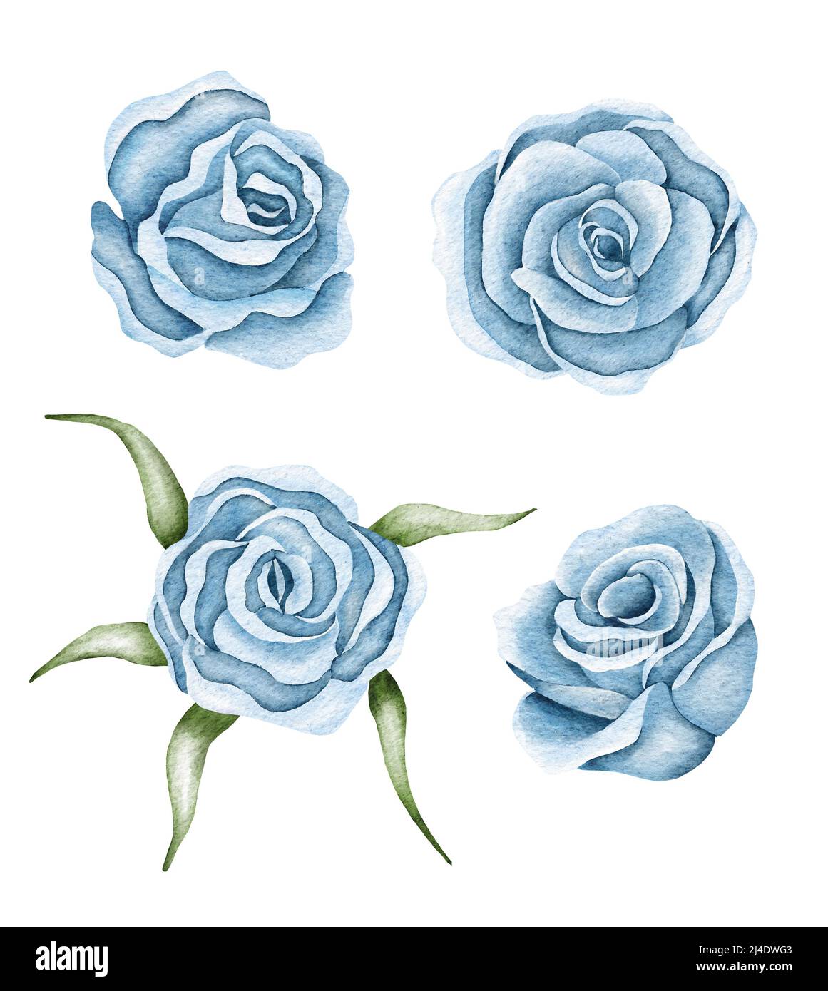 Watercolor blue beautiful rose. Hand drawn vintage illustration Stock ...