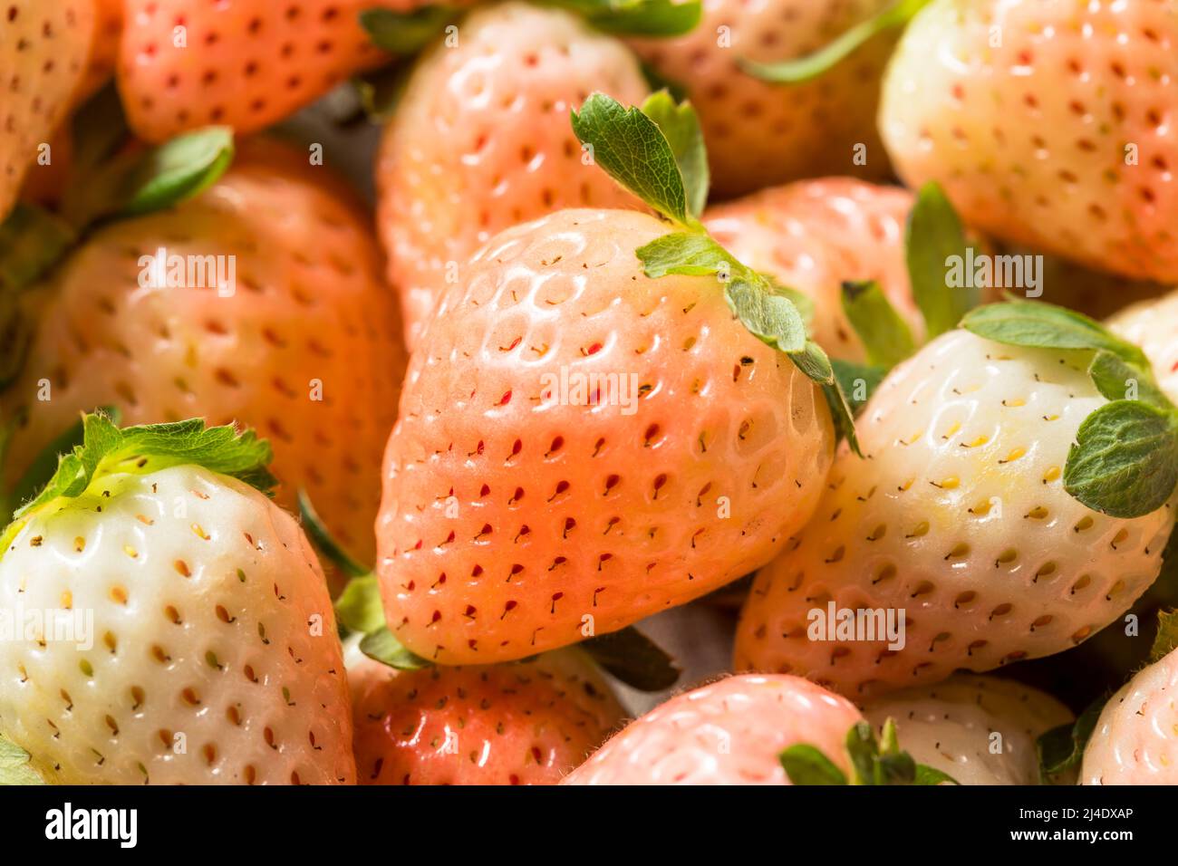 Organic Raw Pink Pineberries Strawberry in a Bowl Stock Photo - Alamy