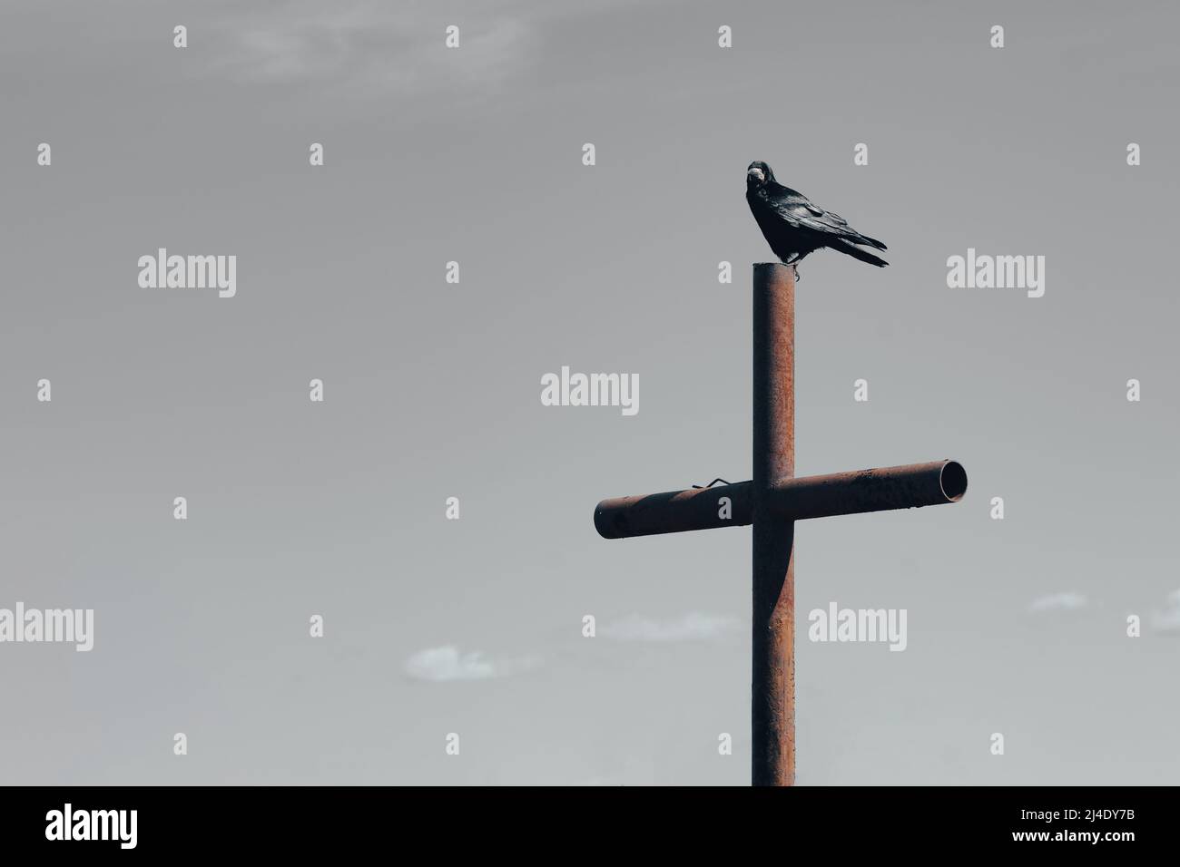 Black raven sitting on the old metal cross at the graveyard against ...