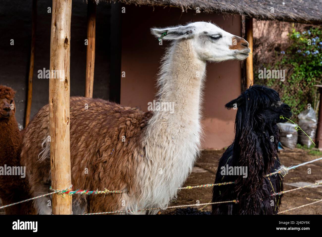 Mundo Alpaca (Alpaca World) Petting Zoo , Arequipa, Arequipa Region ...
