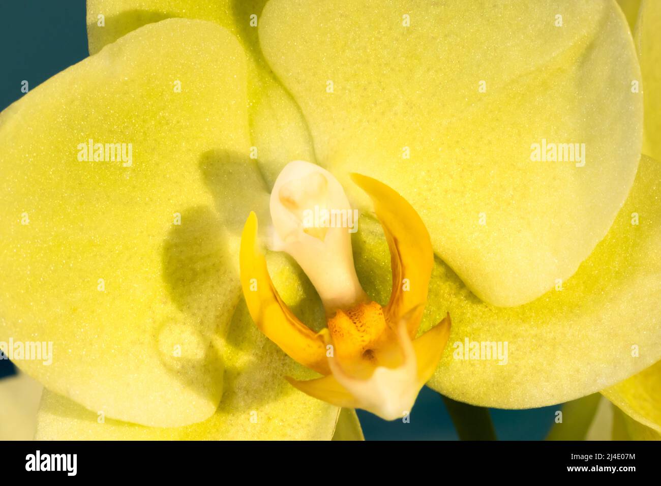 Phalaenopsis - Middle of the flower of an Yellow Orchid. Abstract macro ...
