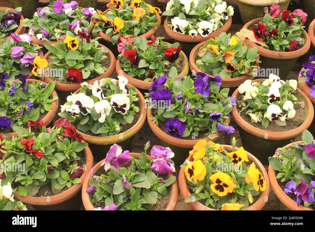 Colorful pansy flowers in pots in Lodi Gardens, New Delhi, India Stock ...
