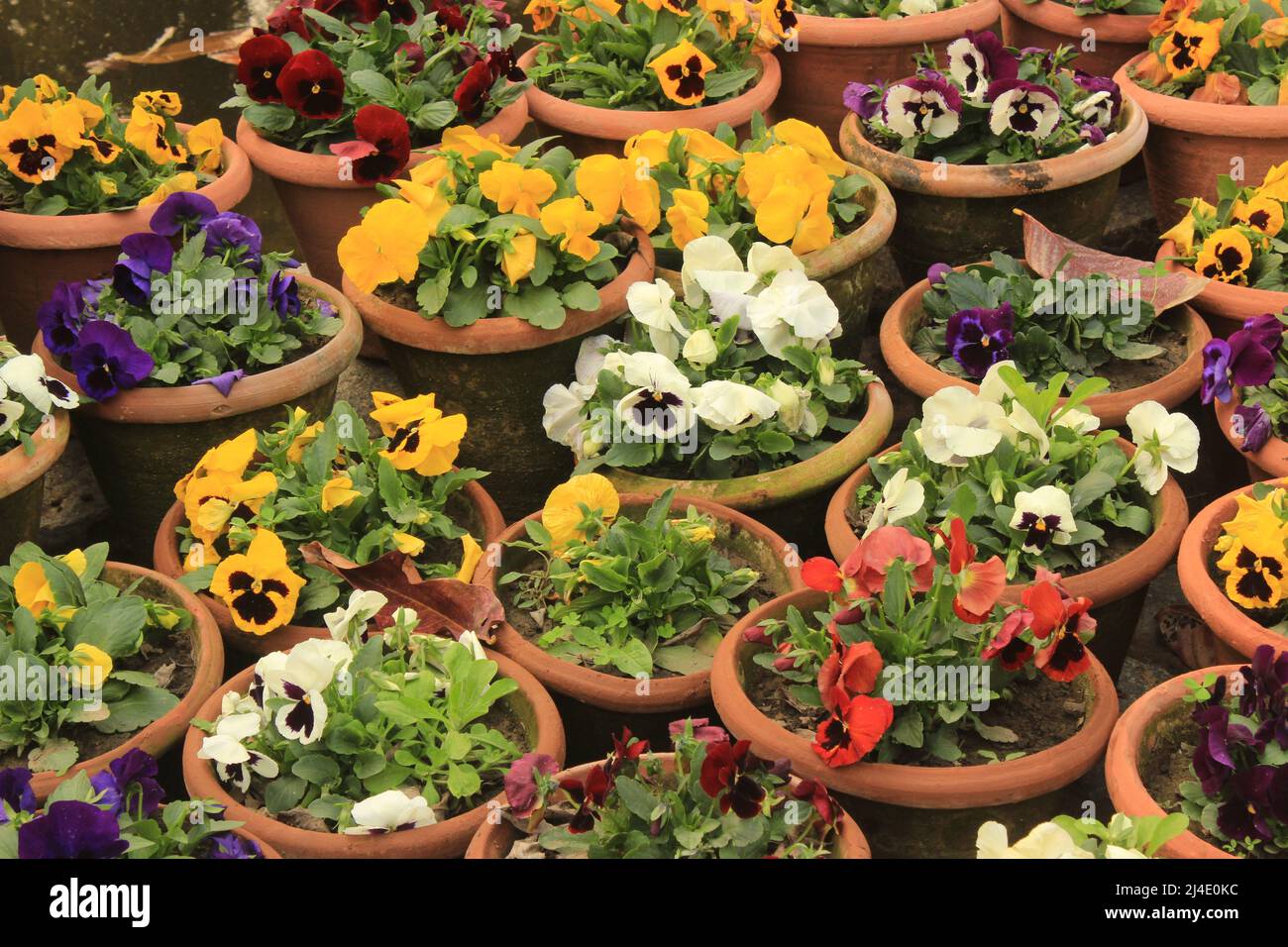 Colorful pansy flowers in pots in Lodi Gardens, New Delhi, India Stock ...