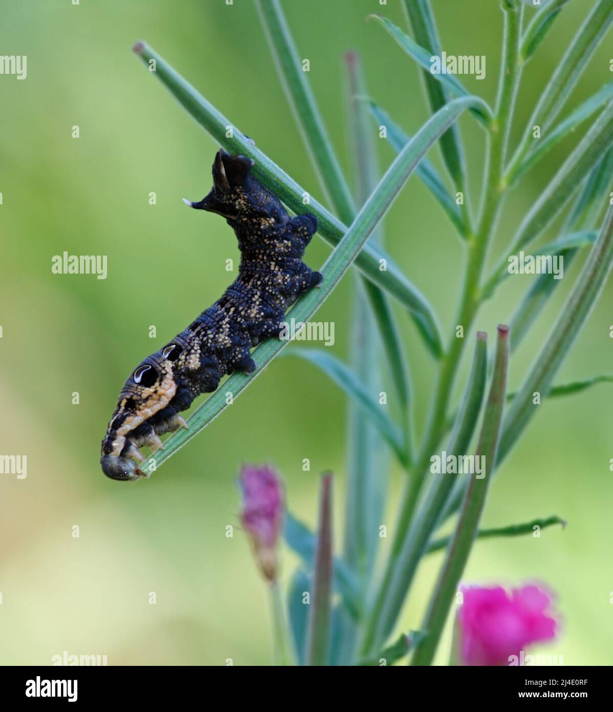 larva of the elephant hawk moth on a branch Stock Photo - Alamy
