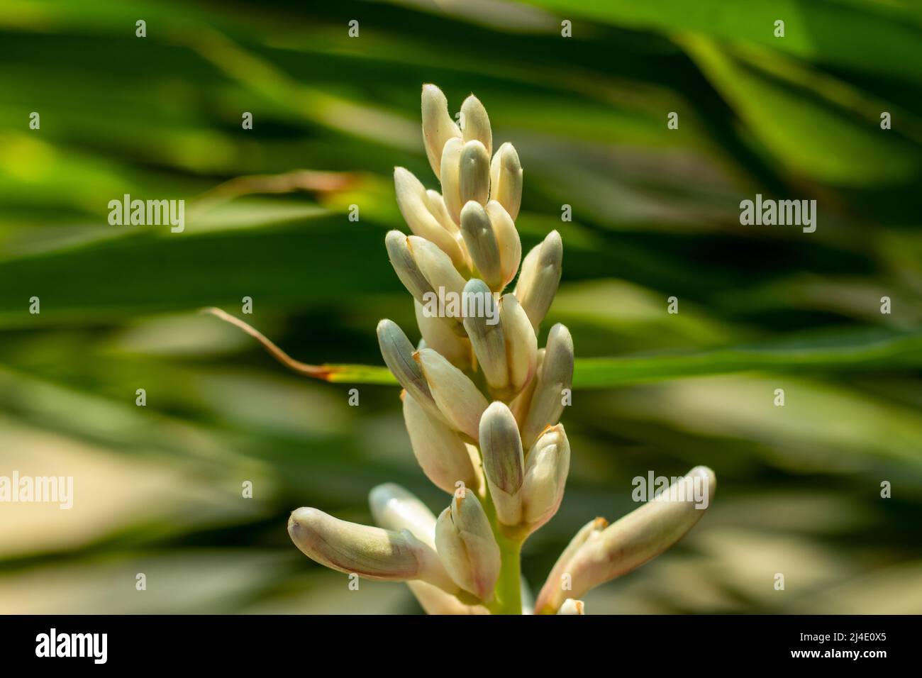 Cardamom leaf plant hi-res stock photography and images - Alamy