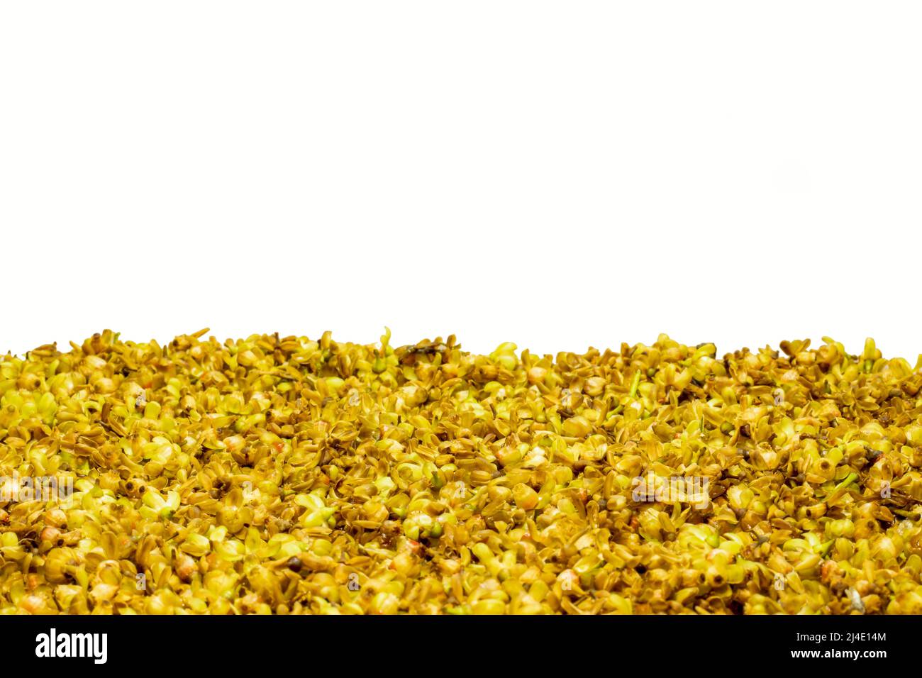 The flowers of mahogany are very small and white background behind ...