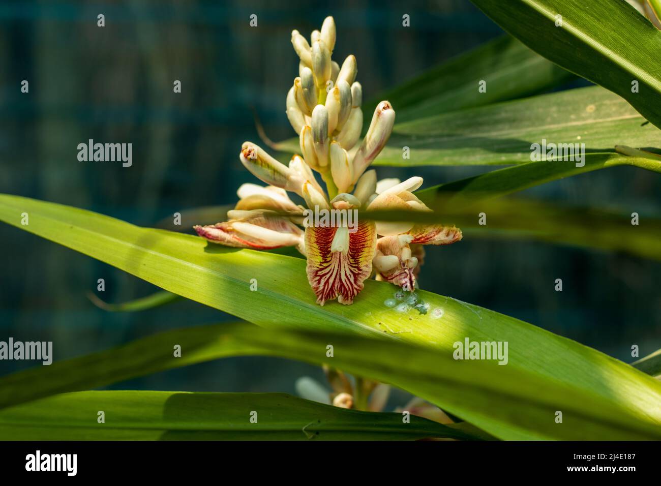 This is a beautiful Cardamom flower that horizontal stems Stock Photo ...