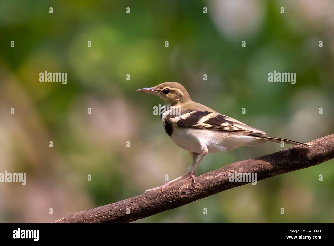 Image of Forest Wagtail (Dendronanthus indicus) on the tree branch on ...