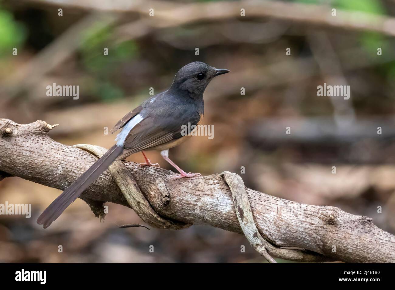 Shama bird hi-res stock photography and images - Alamy