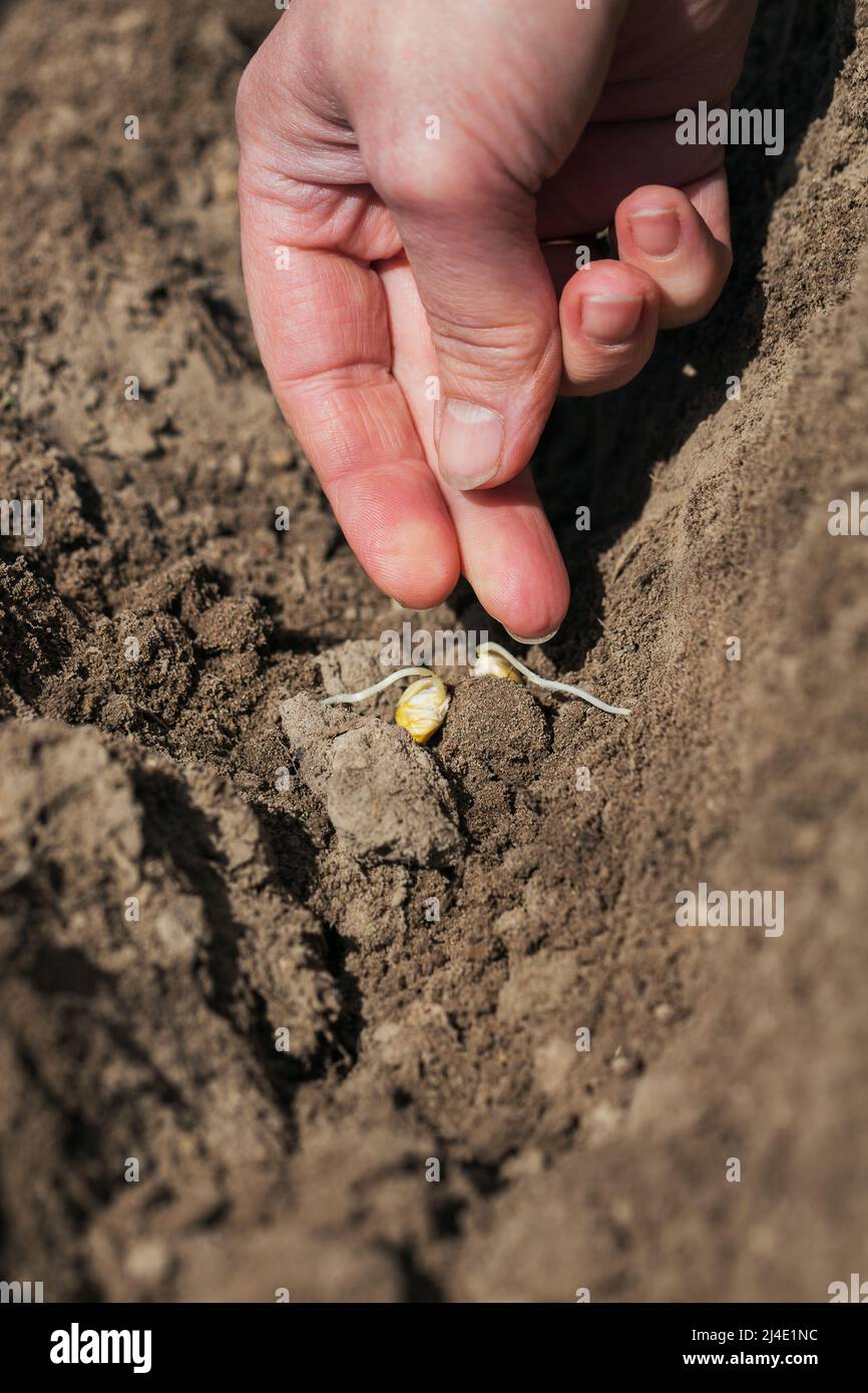 Womans hand planting young seedling of corn Stock Photo - Alamy