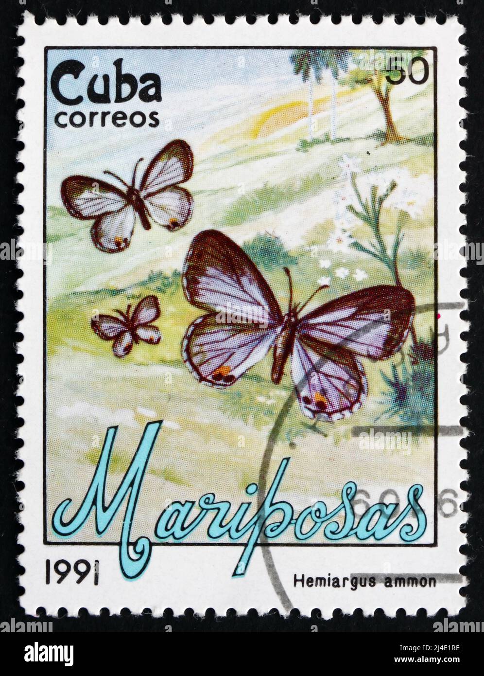 CUBA - CIRCA 1991: a stamp printed in the Cuba shows Nickerbean Blue ...