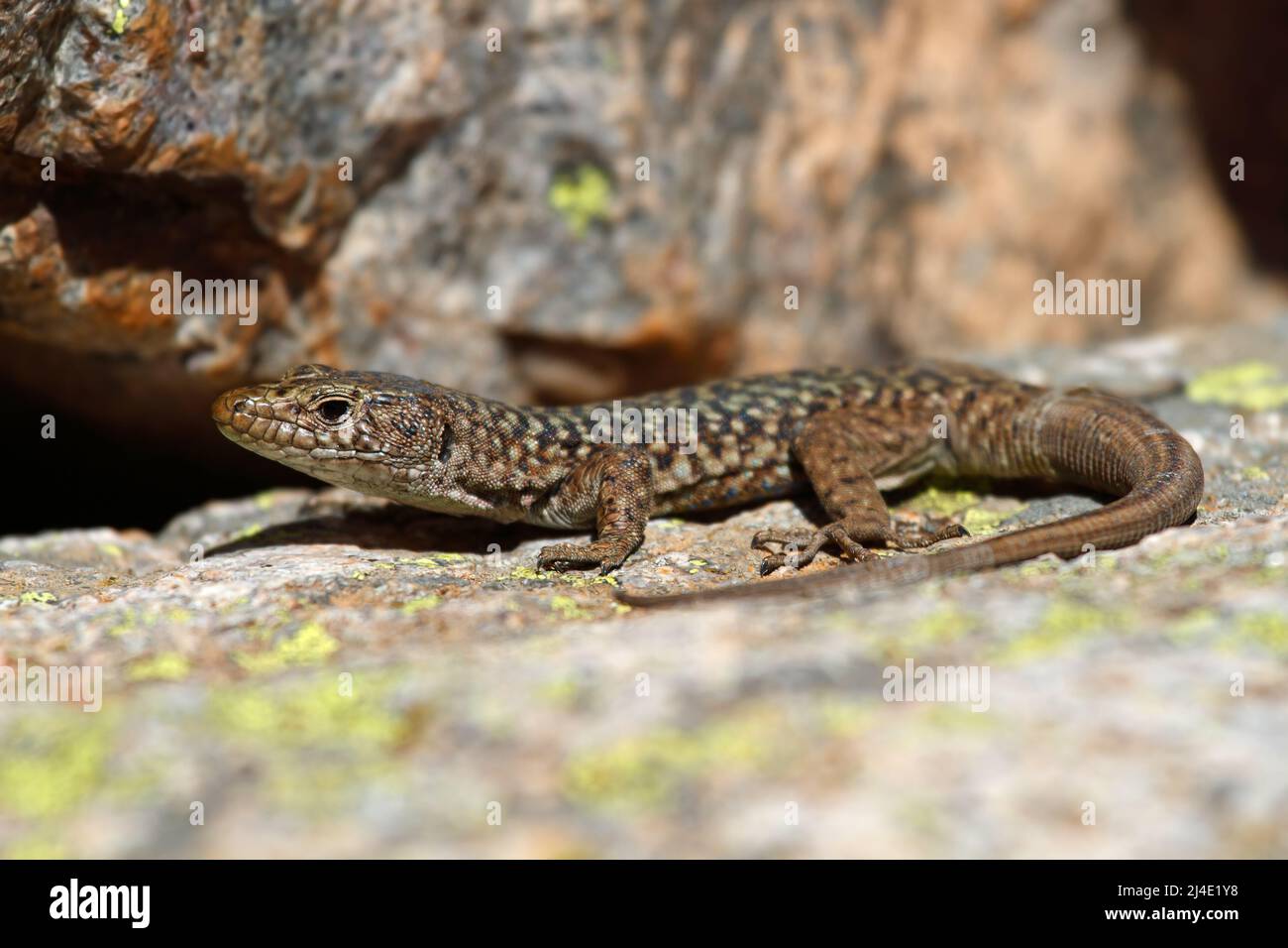 Tyrrhenian wall lizard in the sun on Corsica, France Stock Photo - Alamy
