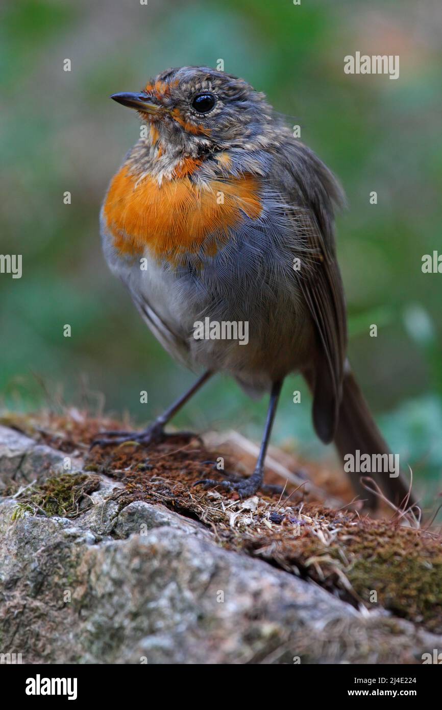 Robin on the ground hi-res stock photography and images - Alamy