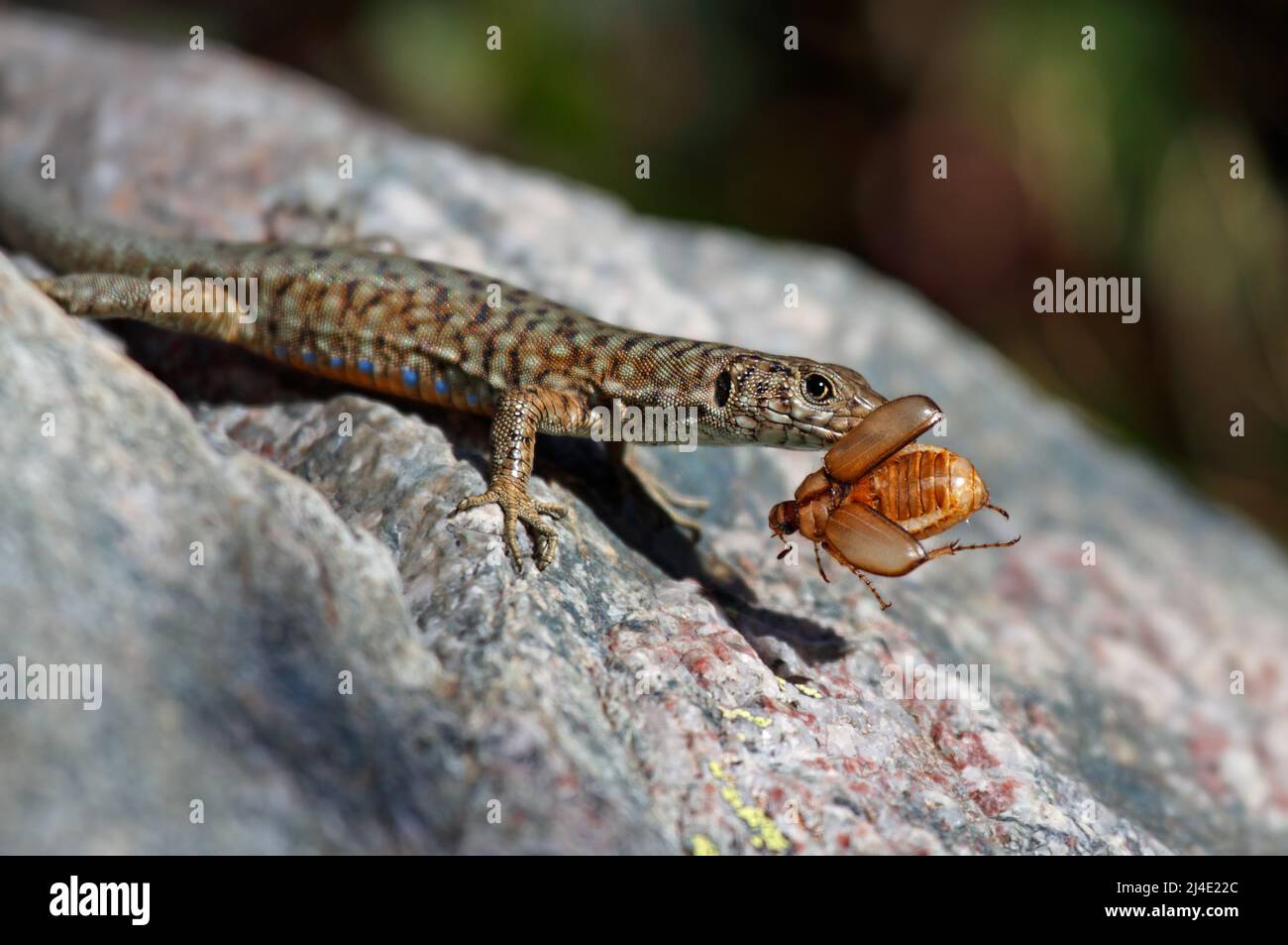 Lizard eating insect hi-res stock photography and images - Alamy