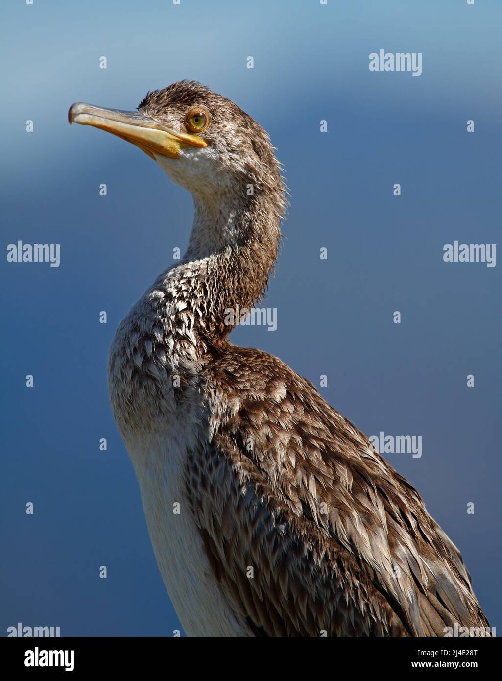 Great cormorant portrait at the coast of Corsica, France Stock Photo ...