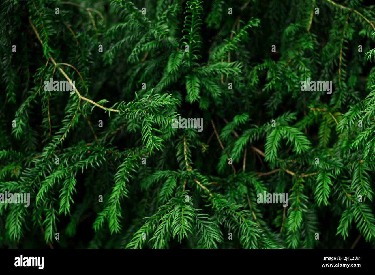 Evergreen pine tree natural wallpaper and background copy space Stock ...