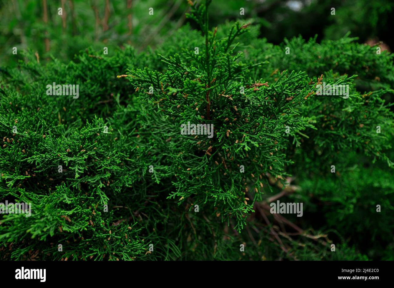 Evergreen pine tree natural wallpaper and background copy space Stock ...
